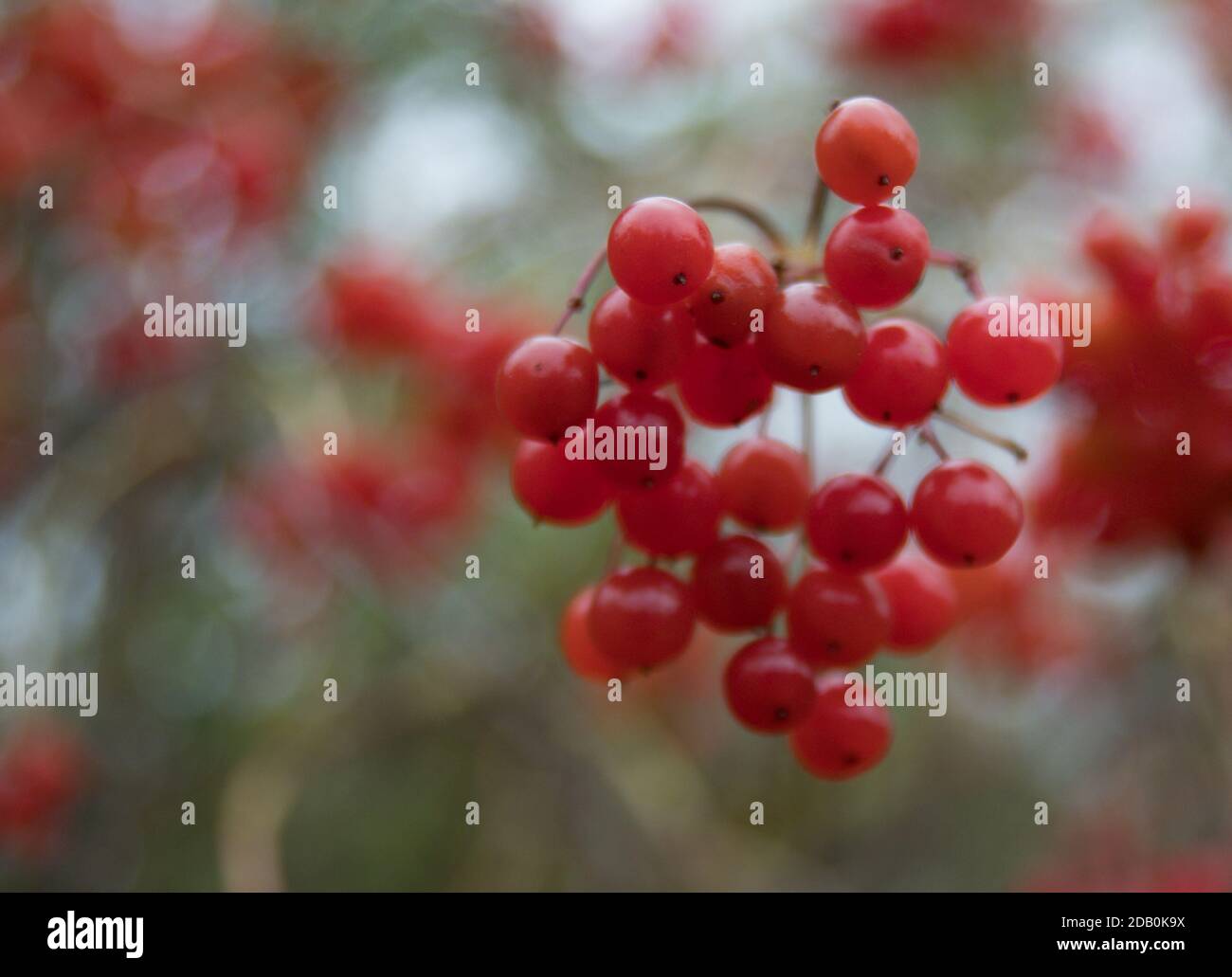Bright red Berried Stock Photo - Alamy