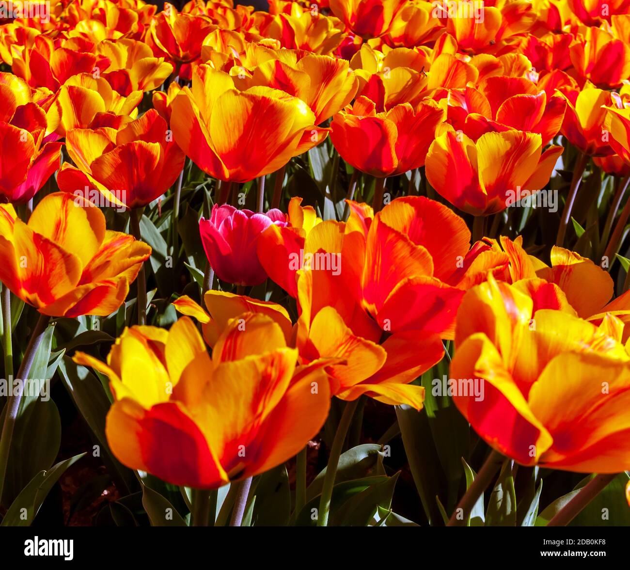 Tulips Flower Color Yellow with flashed of deep red. Tulipa Oxford ...