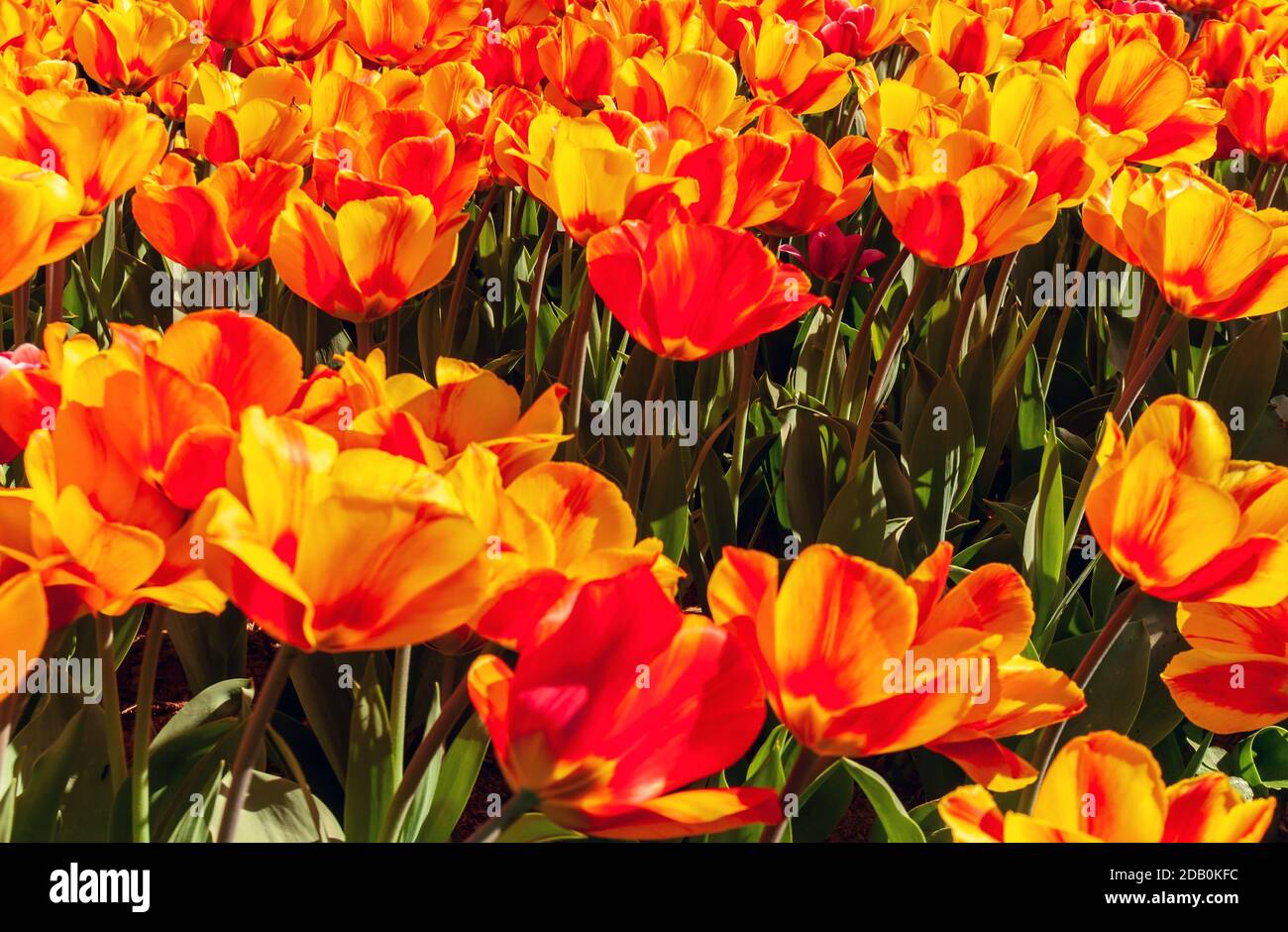 Tulips Flower Color Yellow with flashed of deep red. Tulip Darwin ...