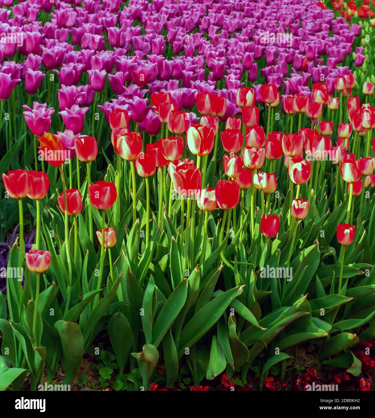 Tulip Bulbs. Tulips bulbous spring flowering garden. Purple Color ...
