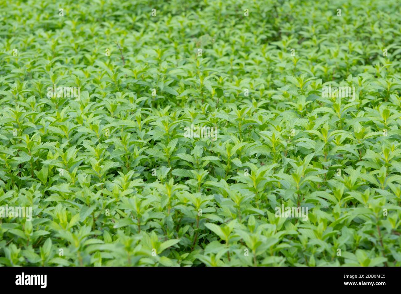 Green mint plant grow at vegetable garden Stock Photo - Alamy
