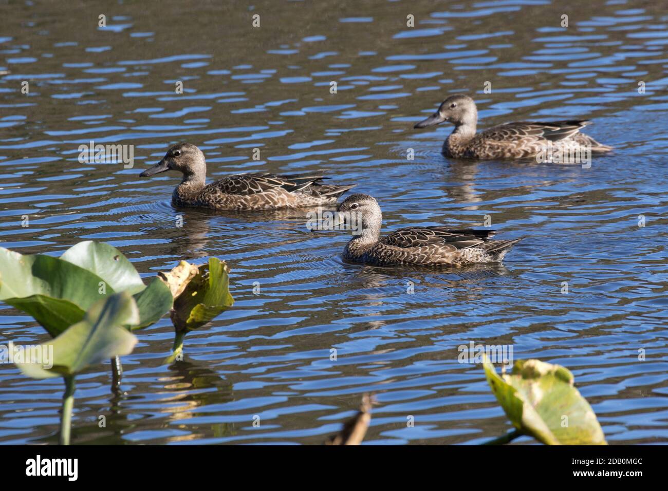 Group of blue winged teals hi-res stock photography and images - Alamy