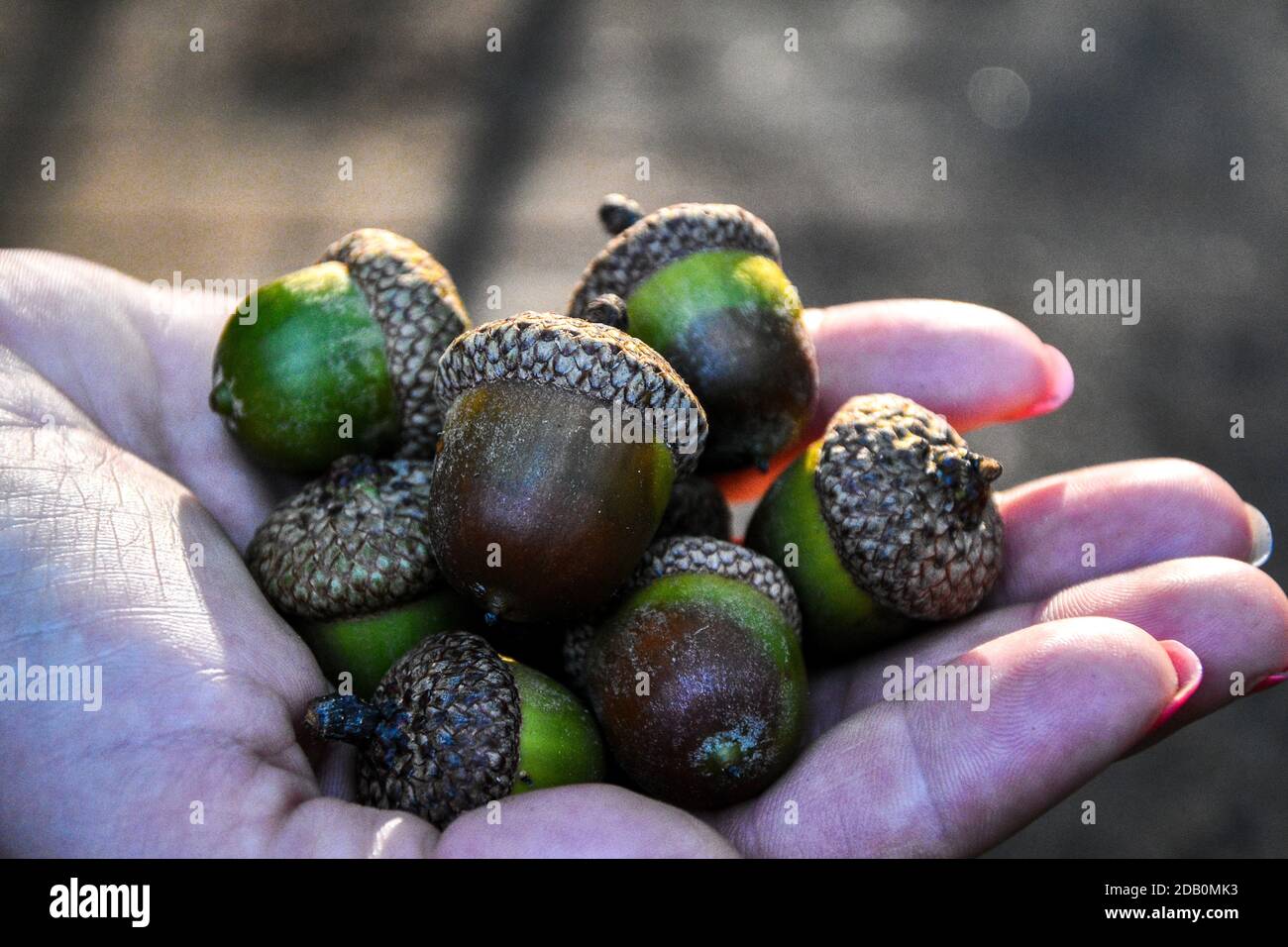 Hold acorns hi-res stock photography and images - Alamy