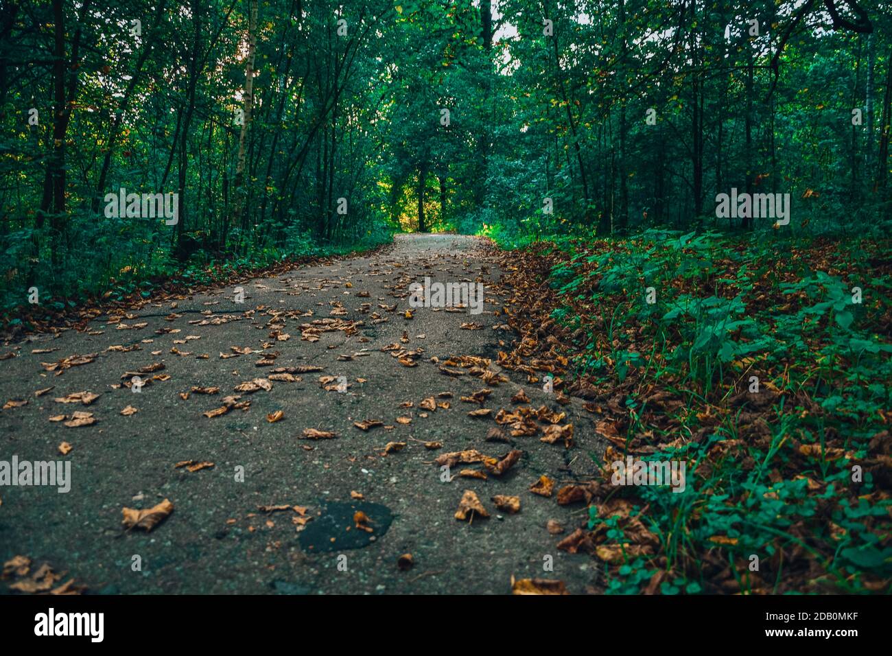 autumn path with leaves in the forest with diminishing perspective ...