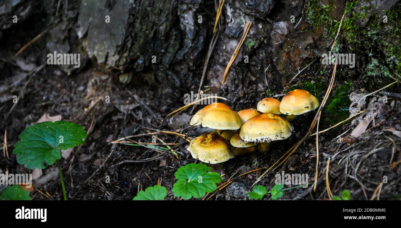 Funeral bell mushroom hi-res stock photography and images - Alamy