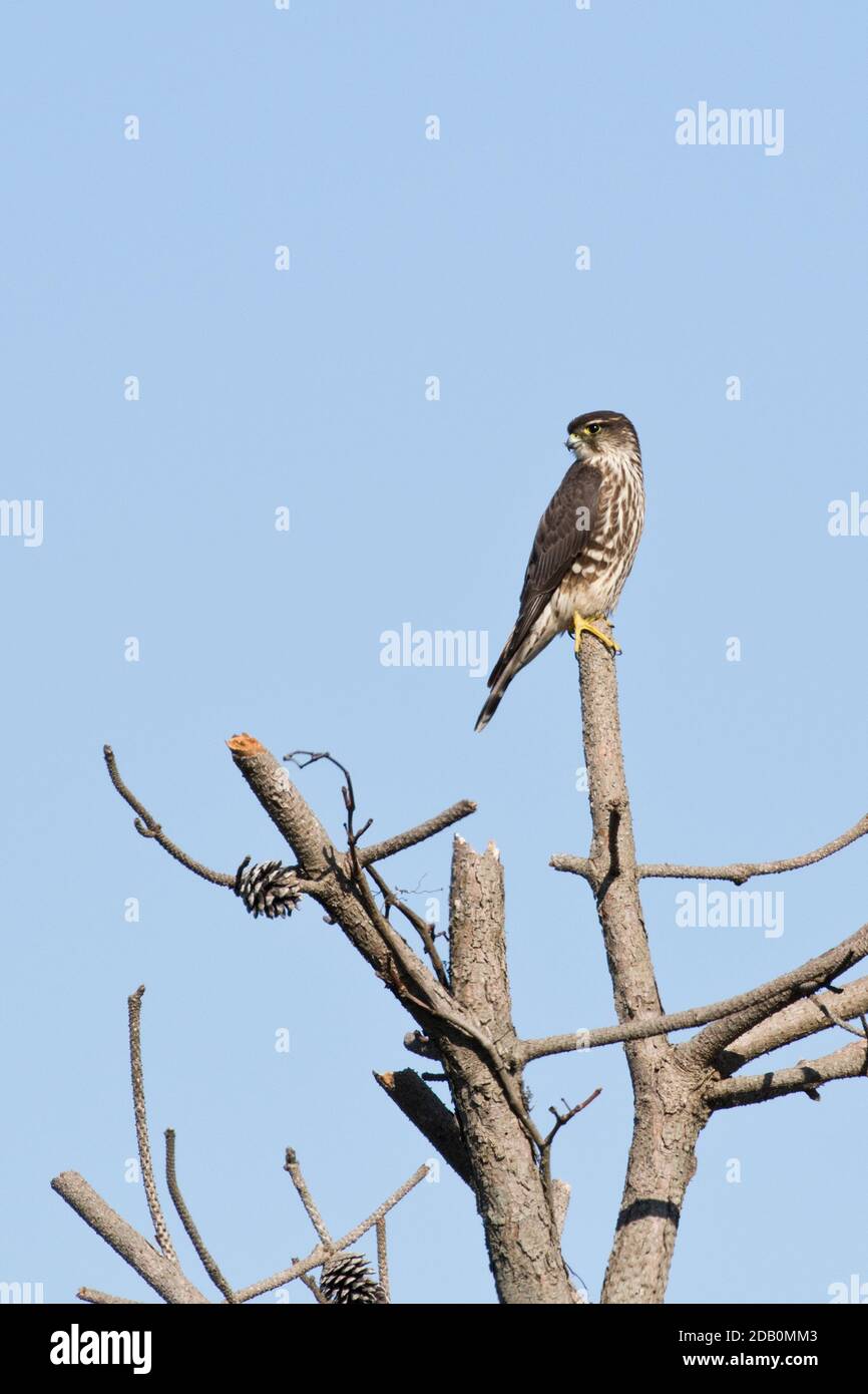 Merlin (Taiga) (Falco columbarius) perched on a tree, Long Island, New ...