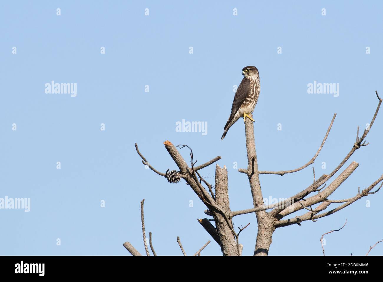 Merlin (Taiga) (Falco columbarius) perched on a tree, Long Island, New ...
