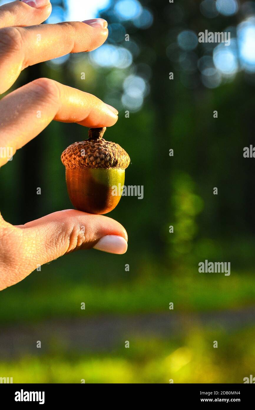 Female hand holding acorns. Autumn concept. An acorn of holm oak tree ...