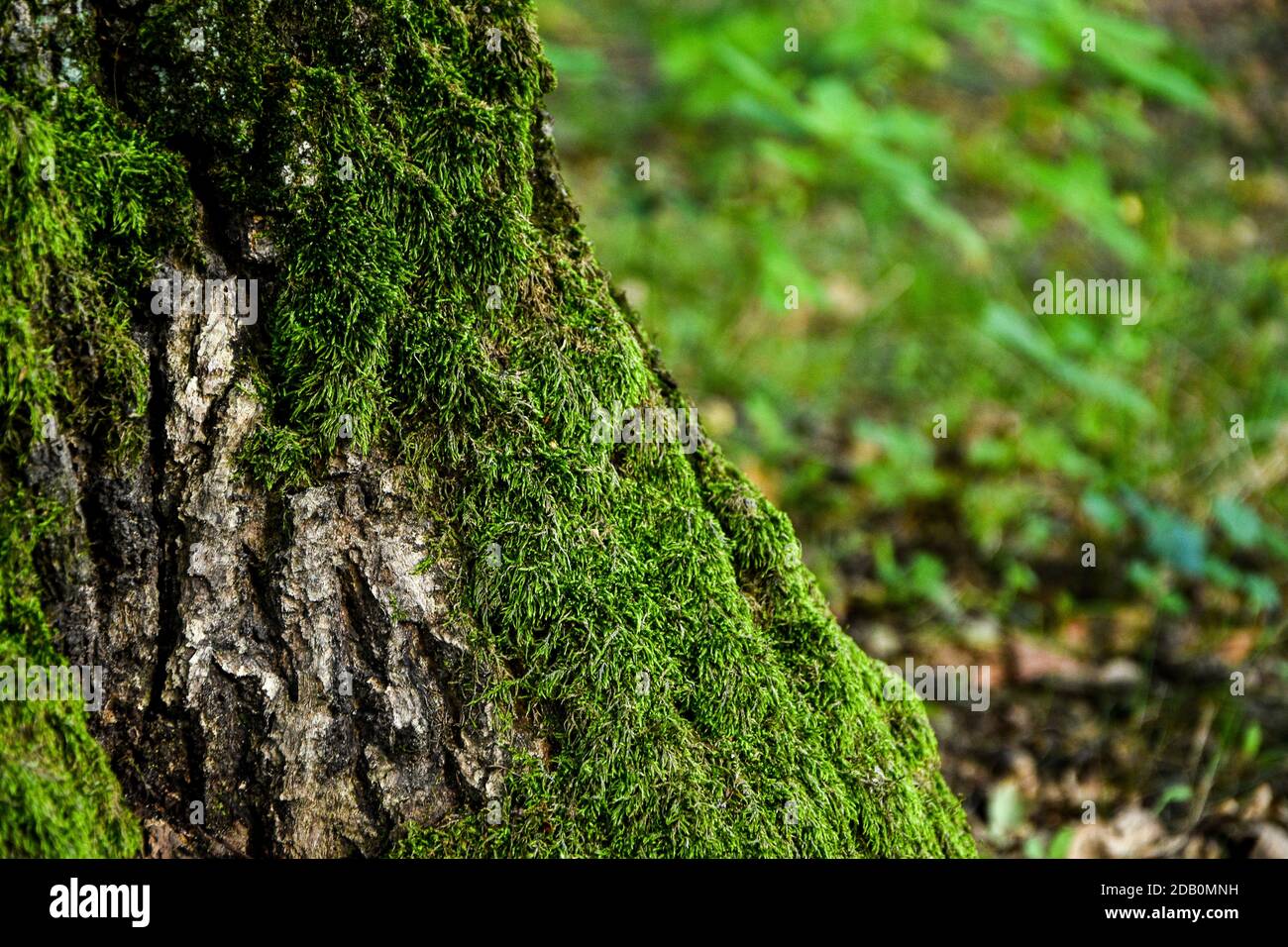 Green moss in the forest at the bottom of the tree trunk. Nature ...
