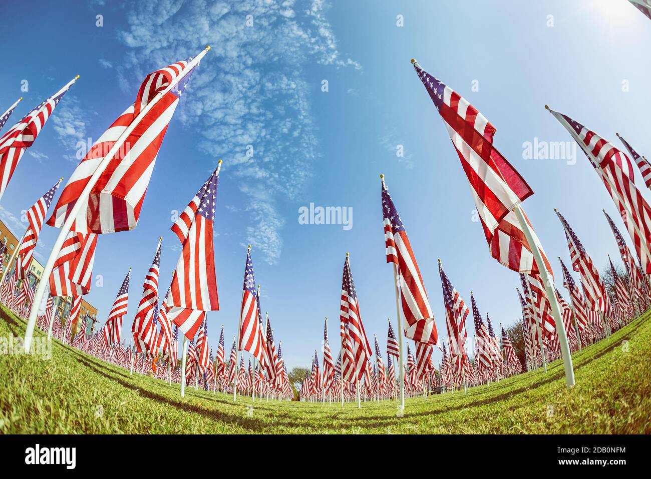 Field of American flags displayed on the honor of Veterans Day ...
