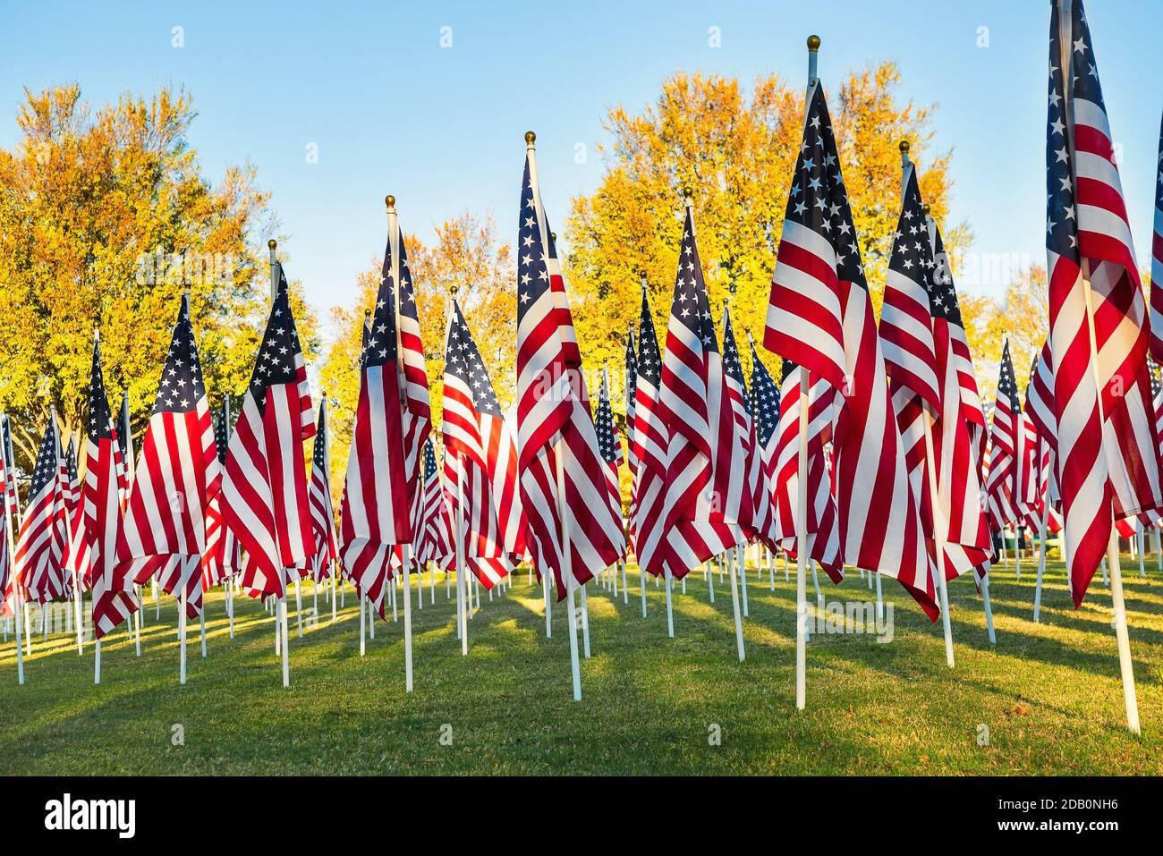 American flags standing in the green field on a beautiful autumn ...