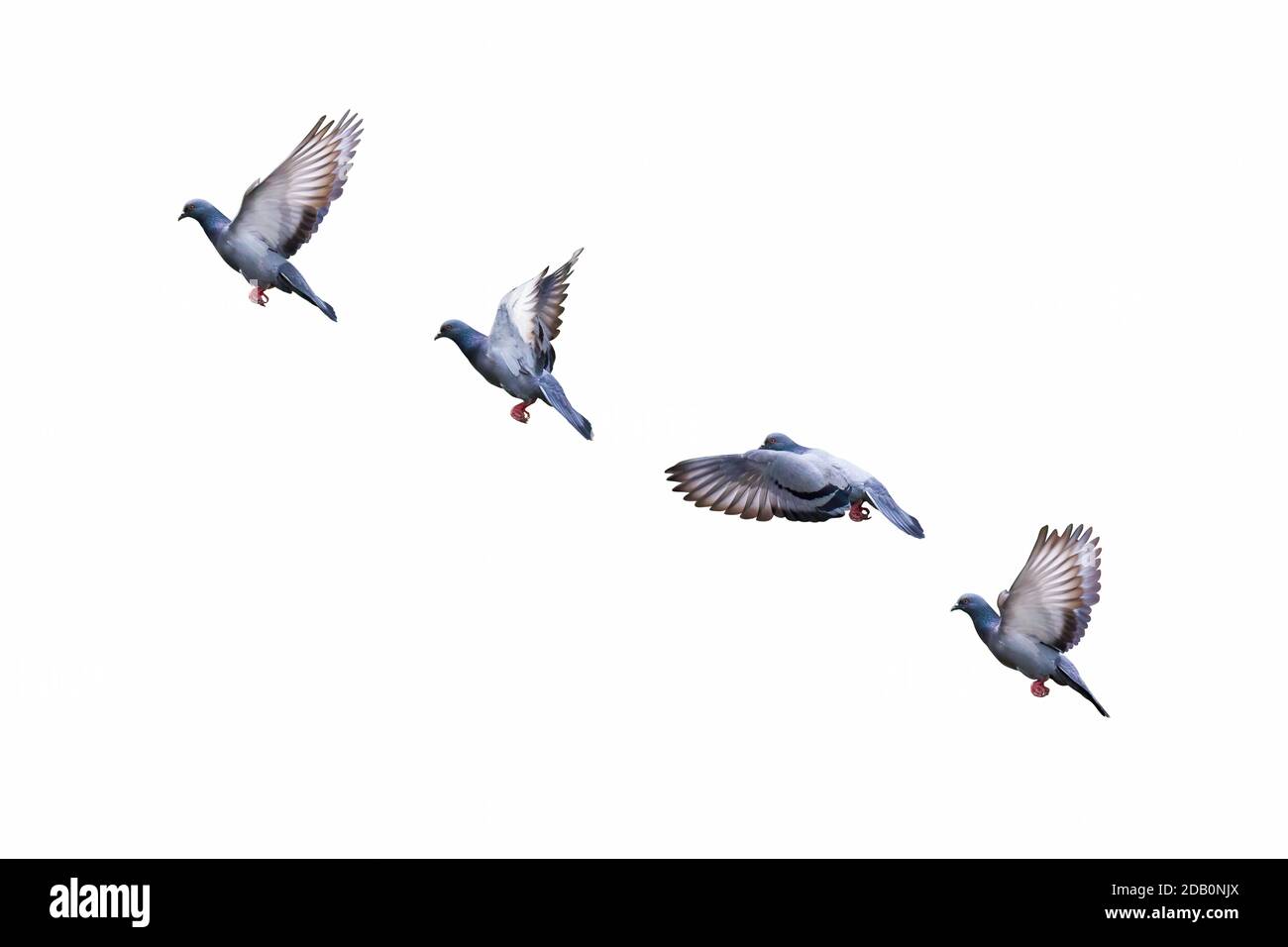 Movement Scene of Rock Pigeon Flying in The Air Isolated on White ...