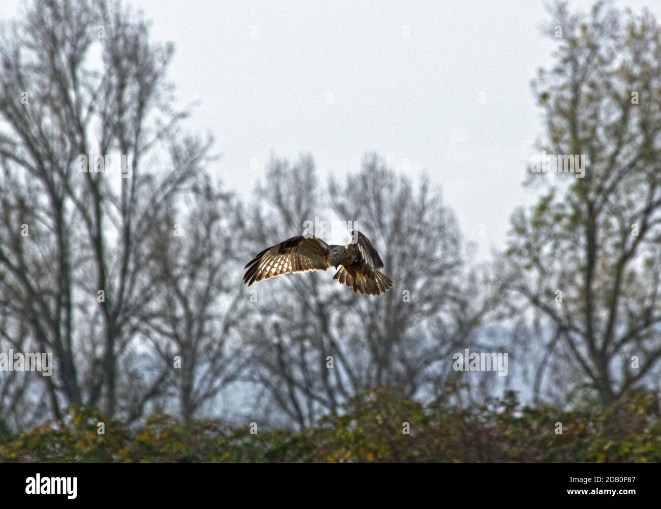 Female rough legged hawk hi-res stock photography and images - Alamy