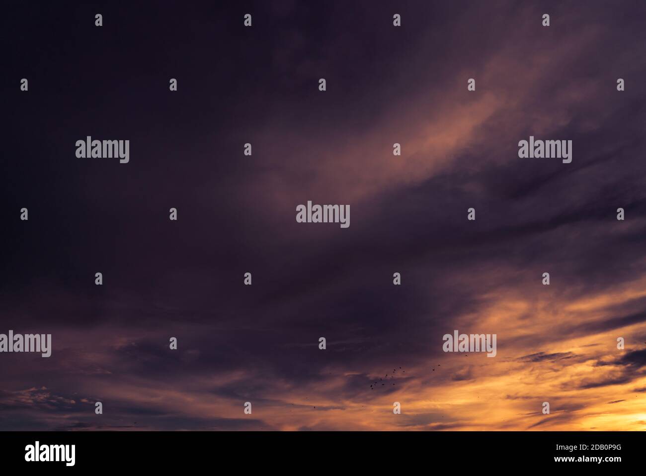 Golden, purple, and dark sunset sky. Birds flying on dark sunset sky ...
