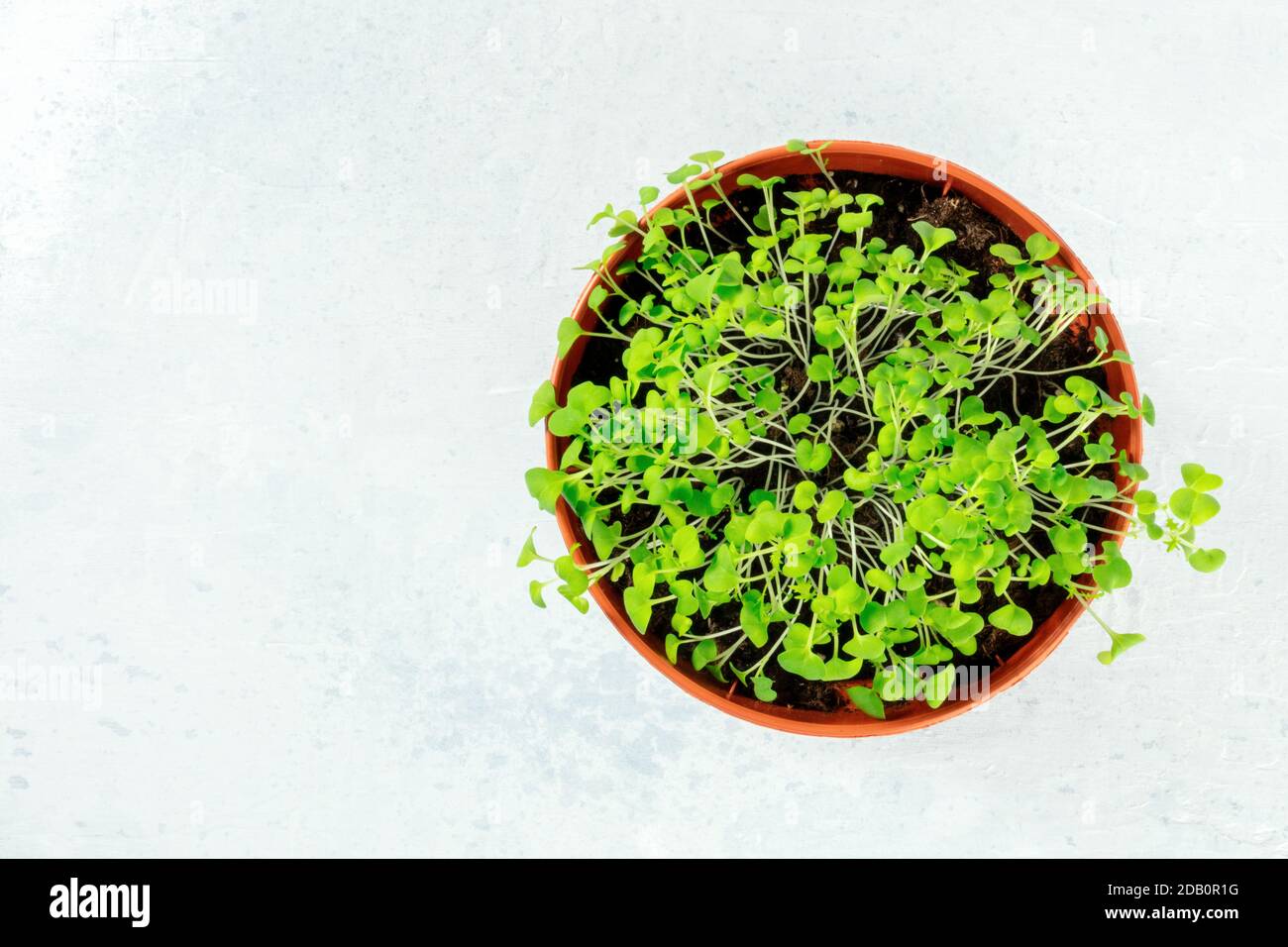 Micro greens, overhead shot in a pot, the concept of growing herbs in ...
