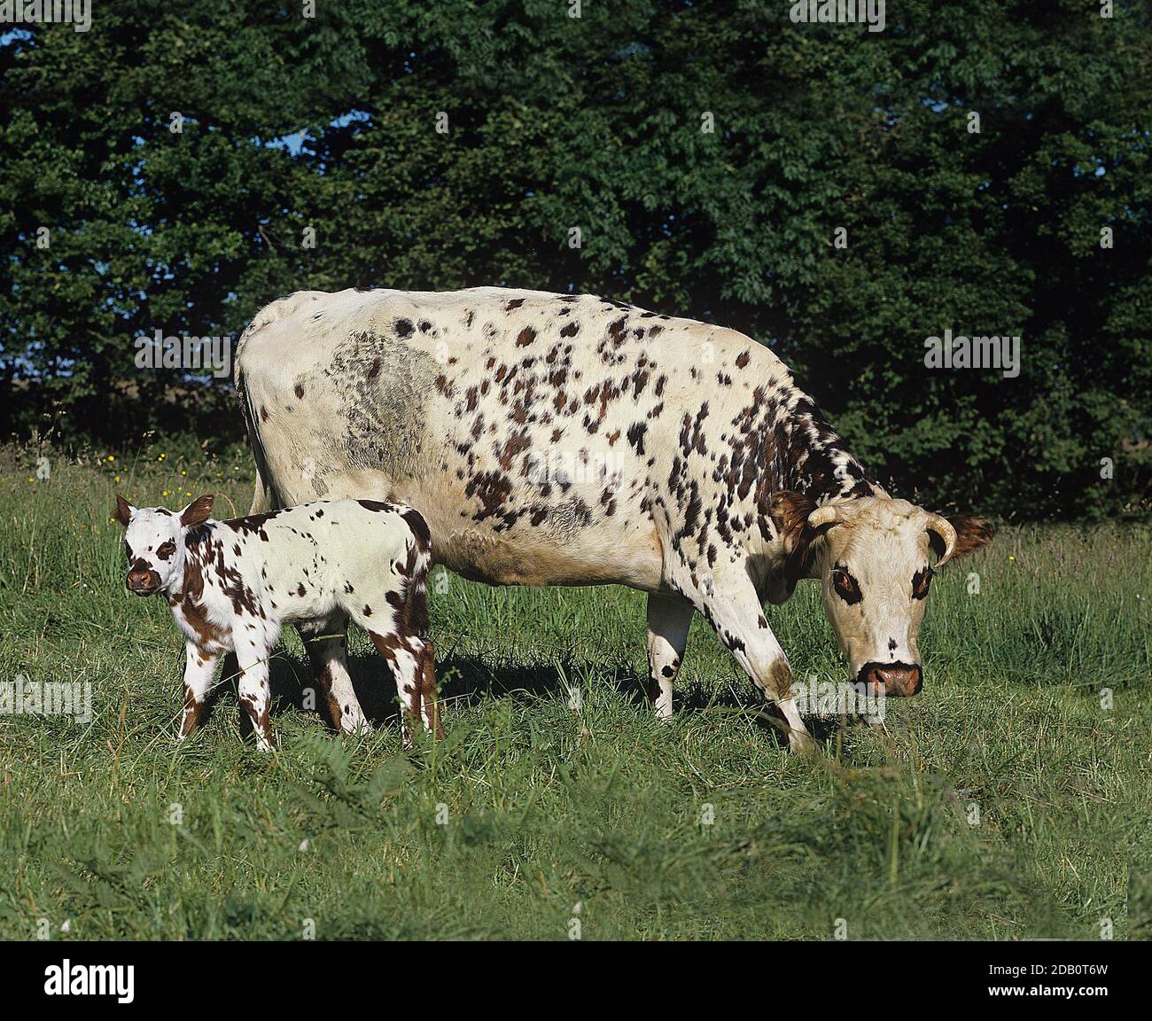 NORMANDY CATTLE, COW WITH CALF, CALVADOS IN FRANCE Stock Photo - Alamy