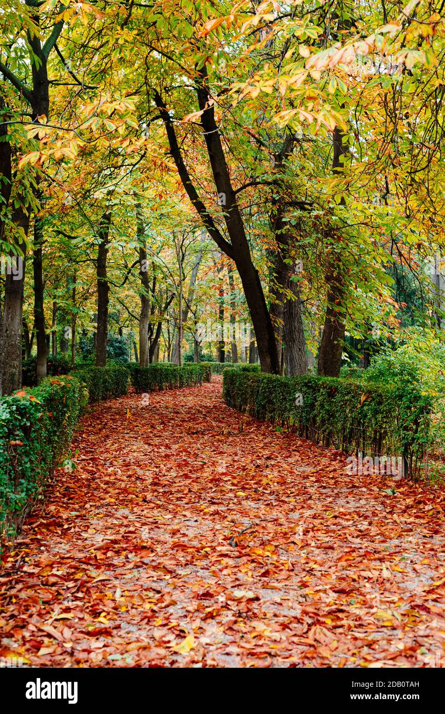 Scene of the Buen Retiro Park in Madrid during the fall with vibrant ...