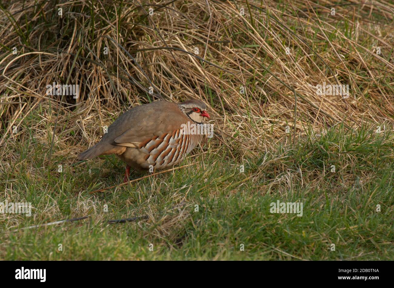 Red legged partridge scotland hi-res stock photography and images - Alamy