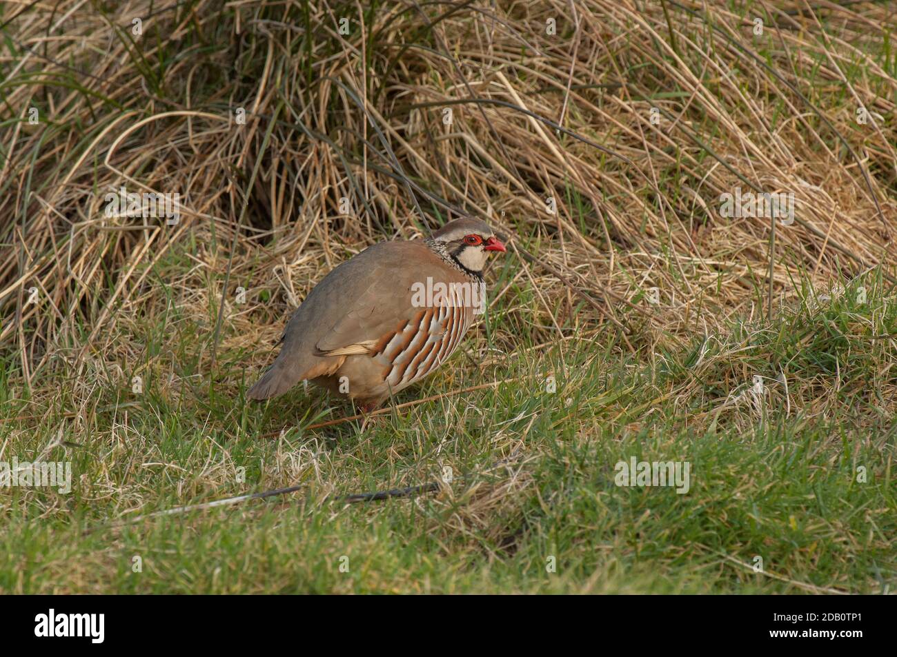 Partridge red-legged (Alectoris rufa), Loch gorm, Islay Inner Hebrides ...