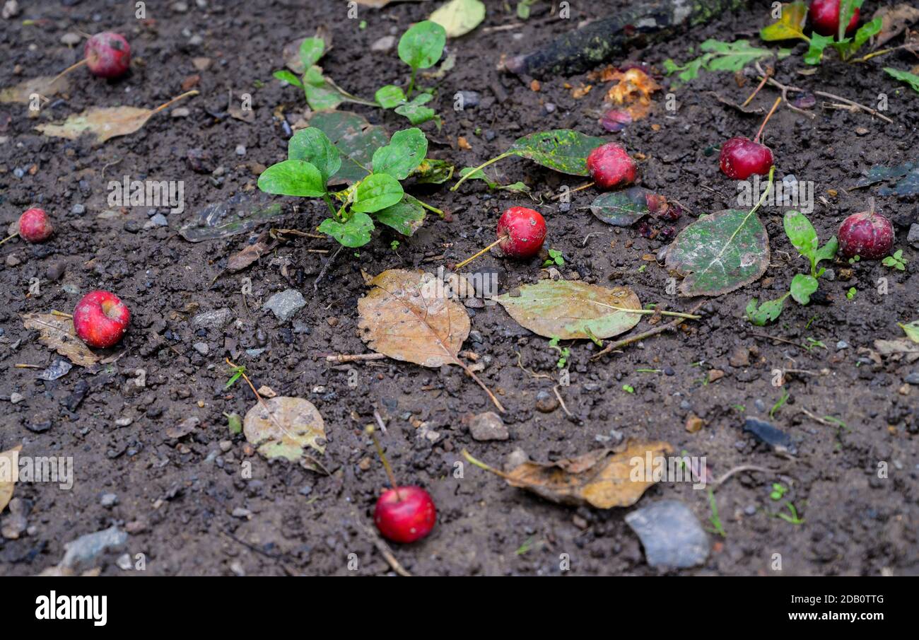Wild red apples lying on the ground after strong wind Stock Photo - Alamy