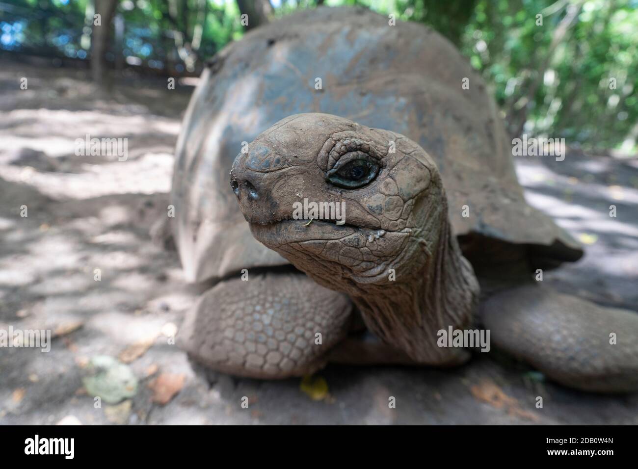 African forest turtle hi-res stock photography and images - Alamy