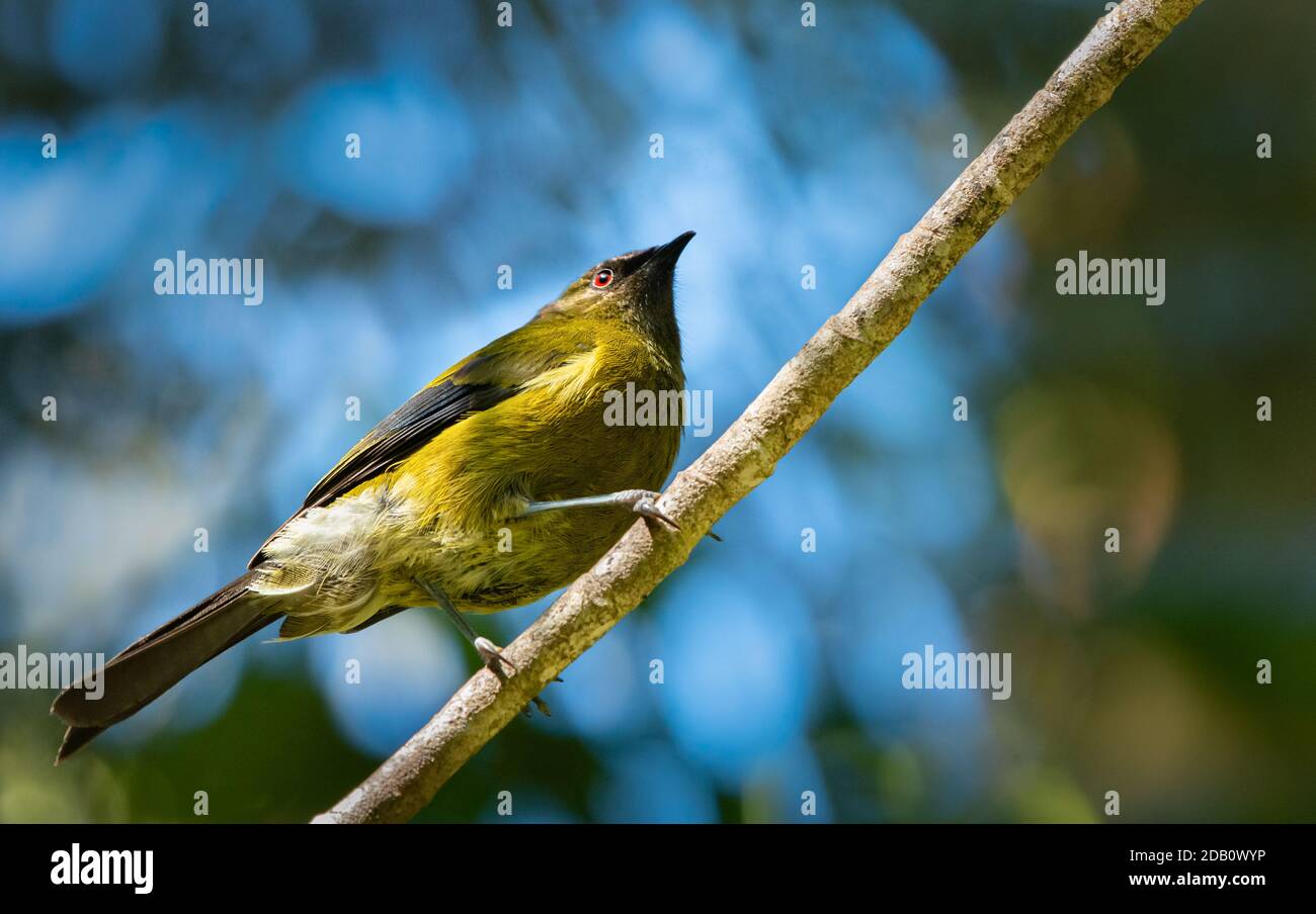 New Zealand bellbird (Anthornis melanura), also known by its Maori ...