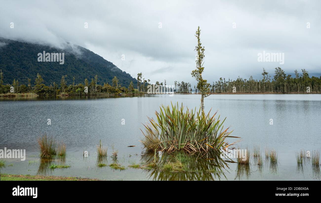 Kahikatea trees in lake Brunner, South Island, New Zealand Stock Photo ...