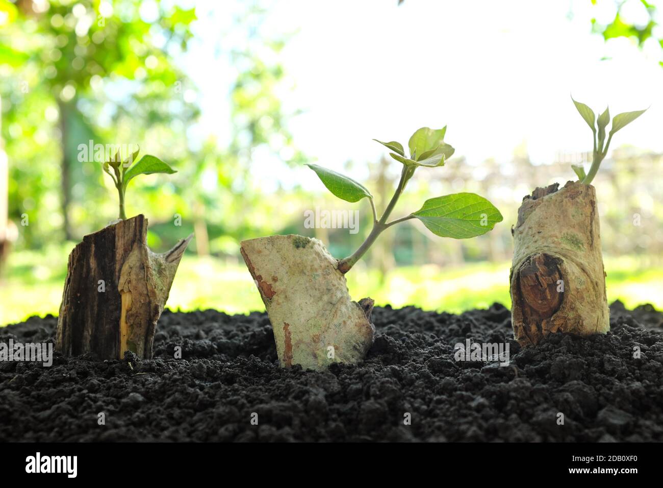 Green leaves shoot sprouting and growing on a dry wood log stump on ...