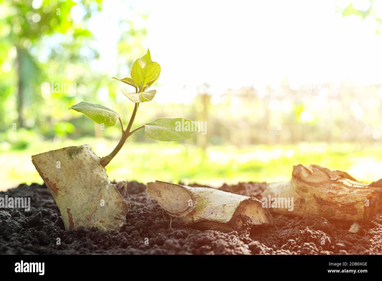 Tree stump shoot grow growing hi-res stock photography and images - Alamy