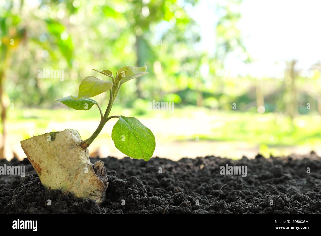 Regeneration regrowth concept hi-res stock photography and images - Alamy