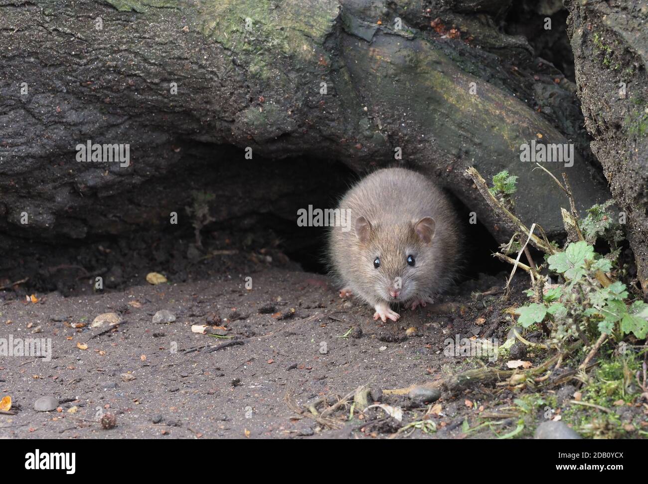 Rock rat hi-res stock photography and images - Alamy
