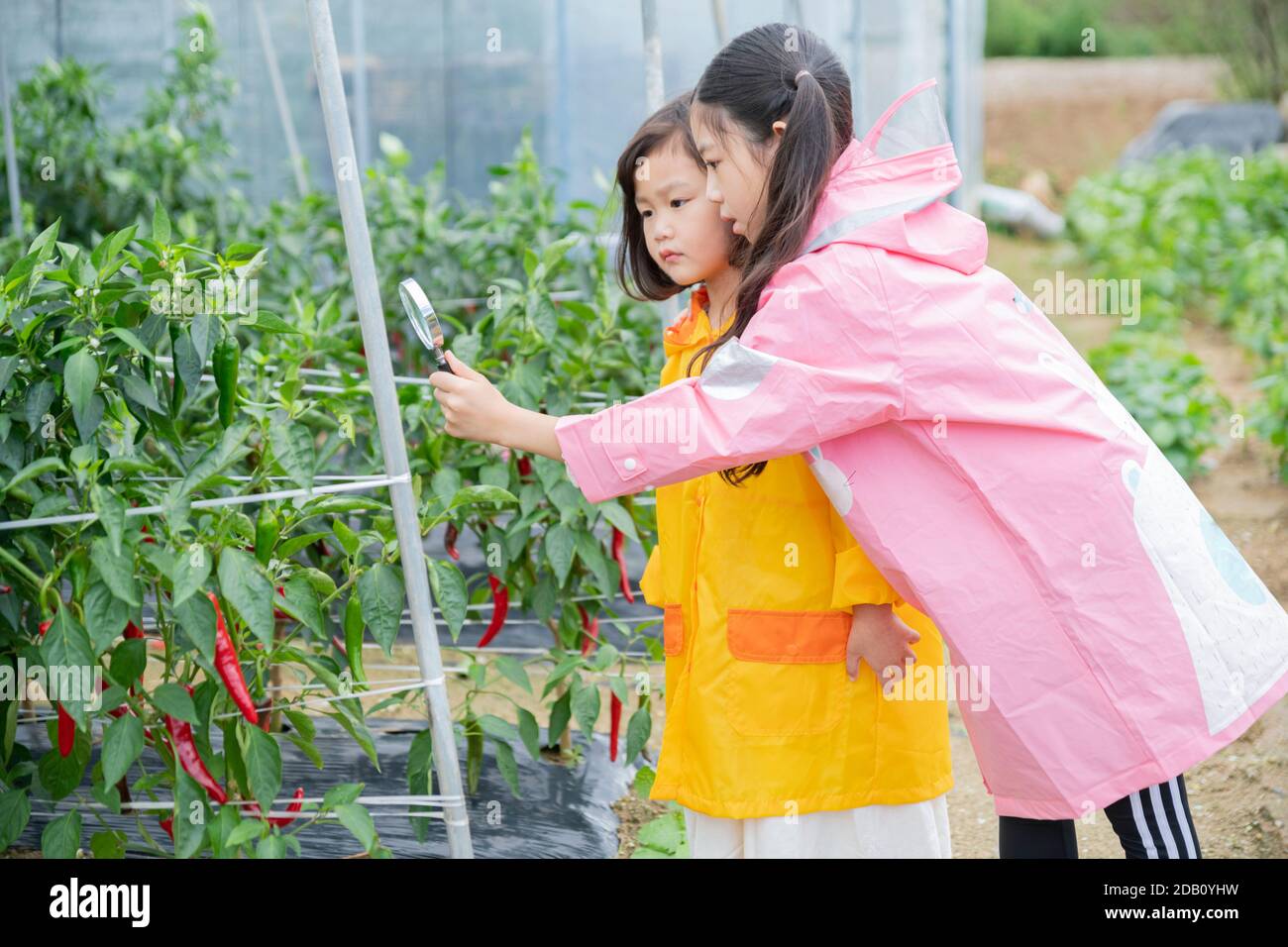 Kawaii chili pepper hi-res stock photography and images - Alamy