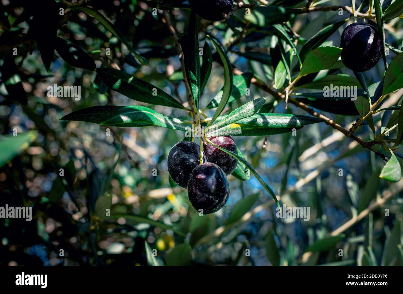 Black olive tree hi-res stock photography and images - Alamy