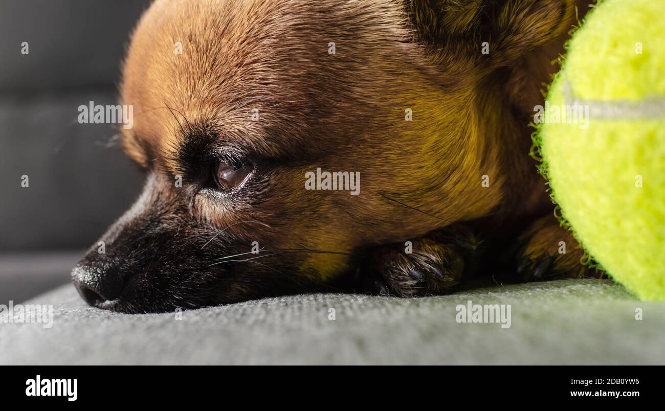 Dog rest ball hi-res stock photography and images - Alamy