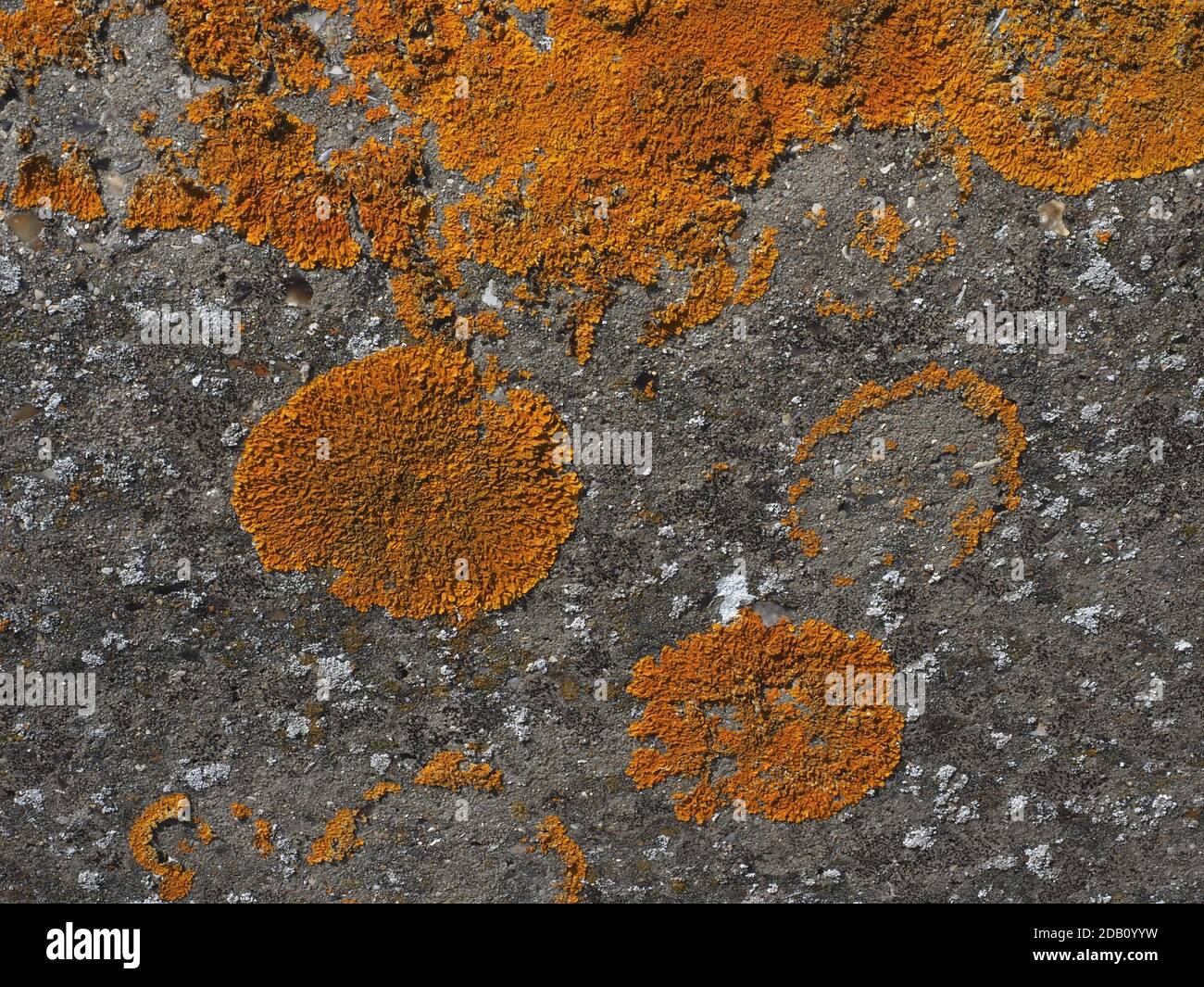 Lichen on rusty pipe hi-res stock photography and images - Alamy