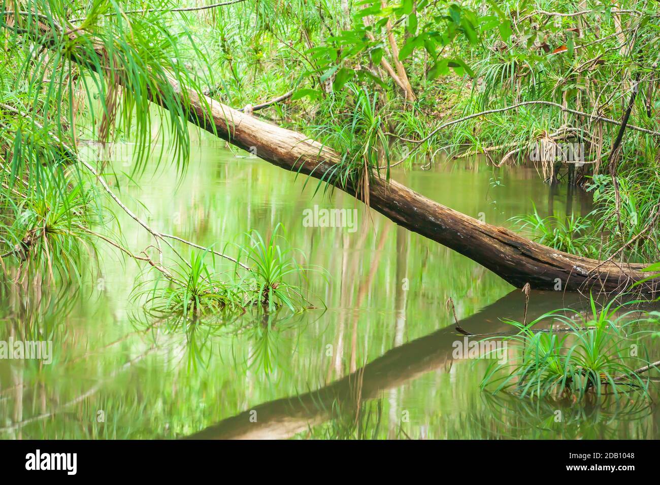 A tranquil tropical creek and old log in lowland forest, art shape of ...