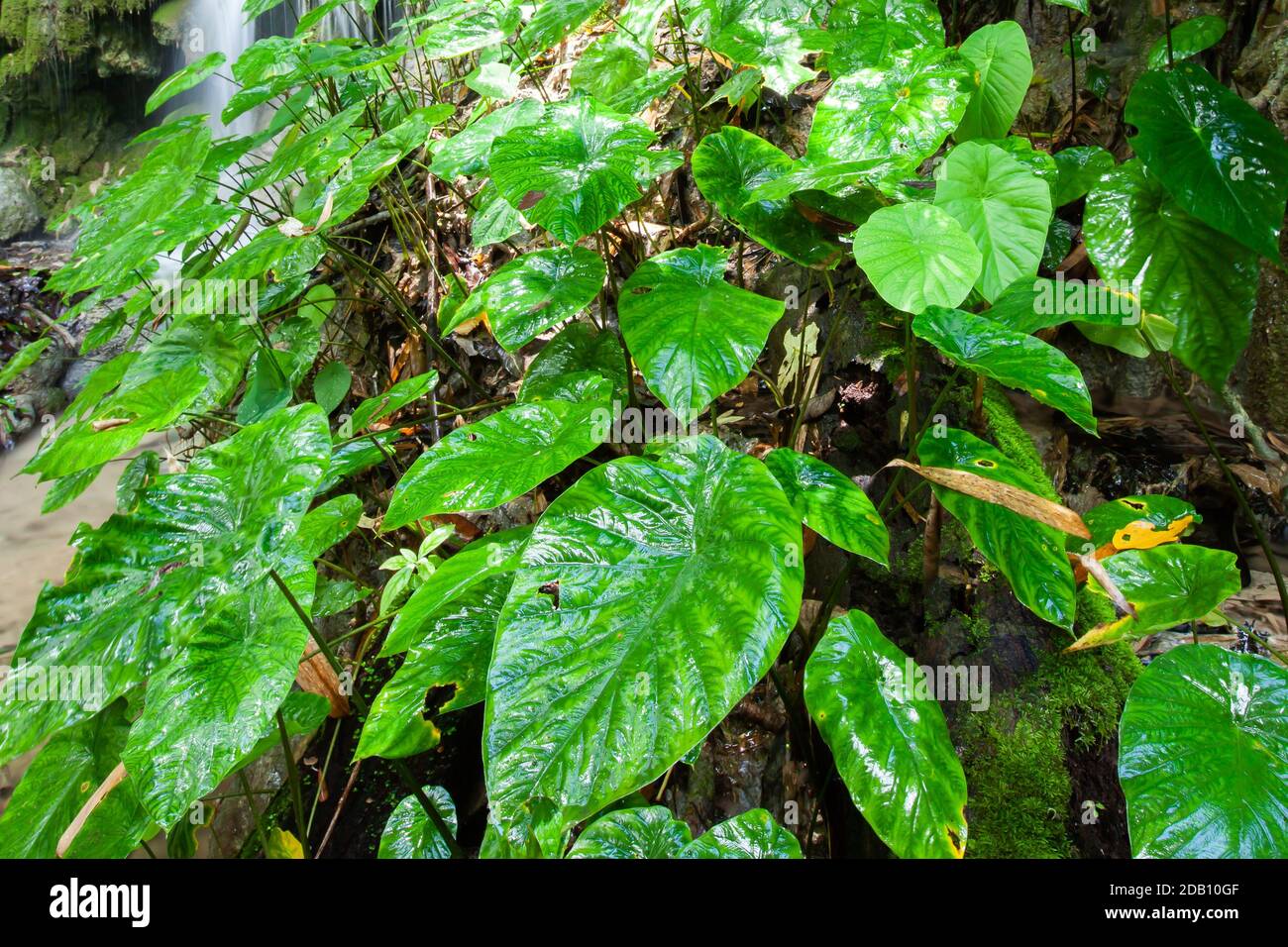 Pure tropical waterfall with lush taro and tropical plants in rain ...