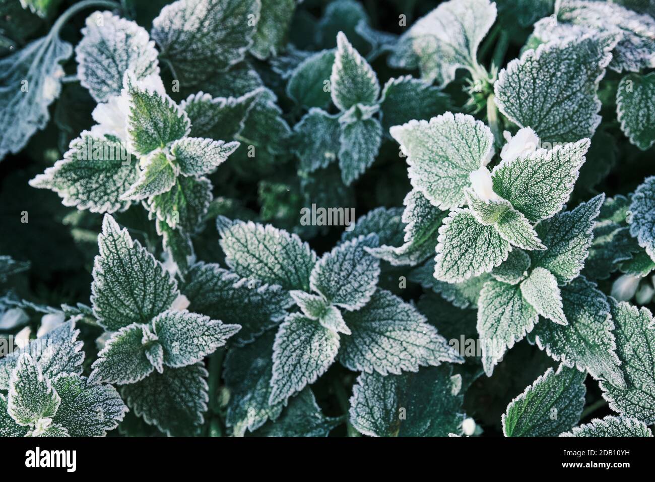 Photo of nettle mint leaves covered with frost. Close up partial focus ...