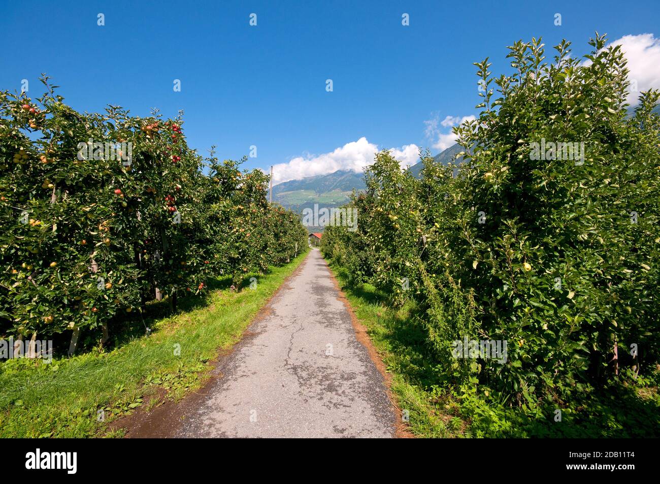 Alto adige italy bolzano apple hi-res stock photography and images - Alamy