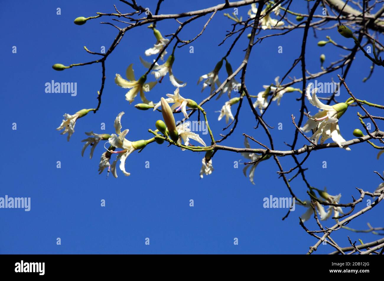 Chorisia Insignis tree in full bloom against a blue sky, Malaga, Costa ...