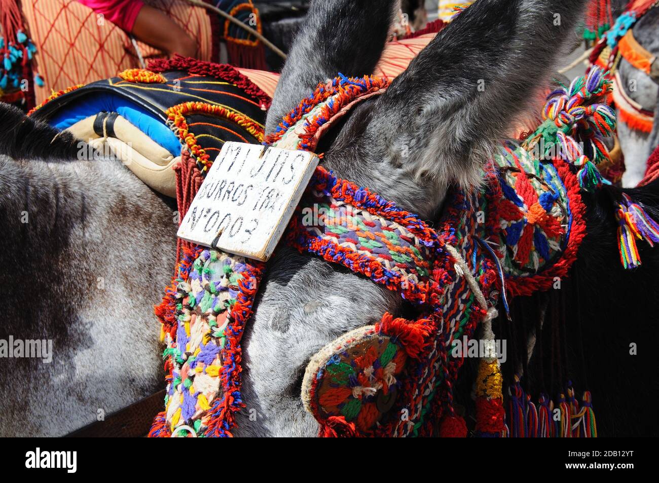 Burros blancos hi-res stock photography and images - Alamy