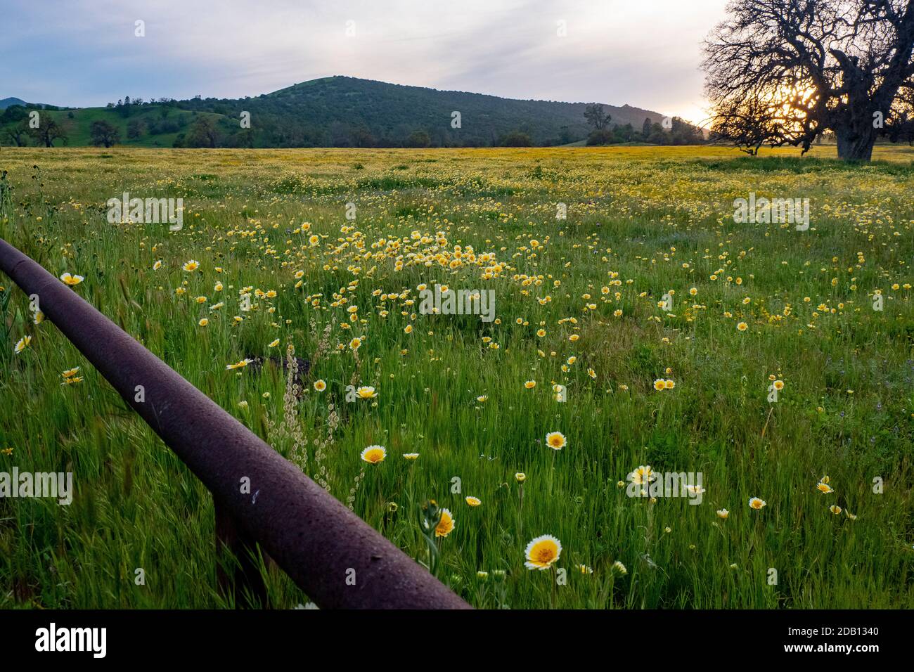 Tidy Tips vast meadow at sunset with strong diagonal fence bar tree and ...