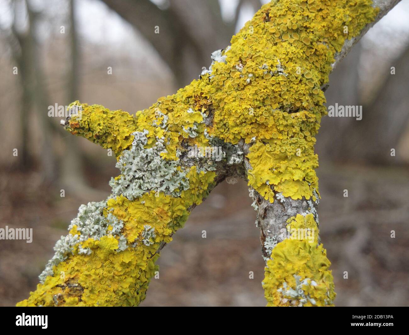 A yellow lichen on a tree is a sign for low air pollution in a ...