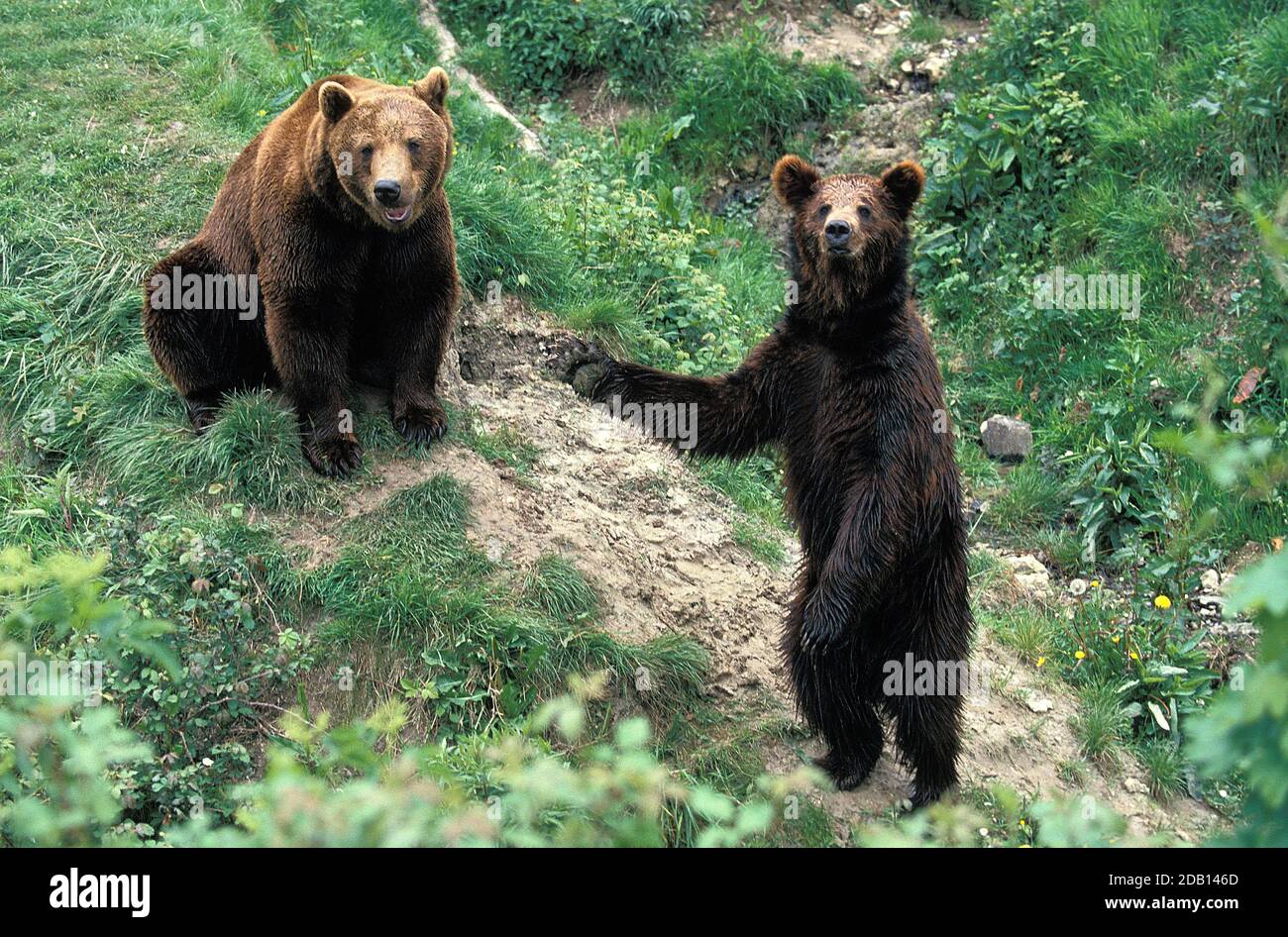 Bear Standing On Two Legs High Resolution Stock Photography and Images ...