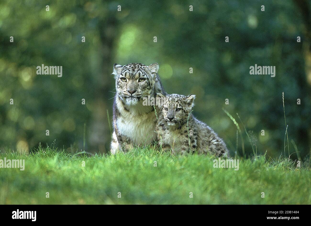 Female snow leopard cub hi-res stock photography and images - Alamy
