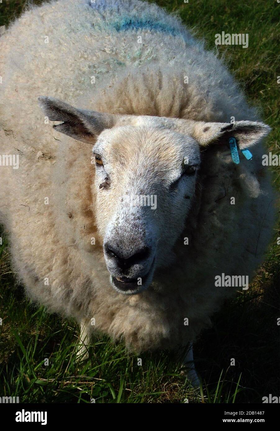 Sheeps Legs High Resolution Stock Photography and Images - Alamy