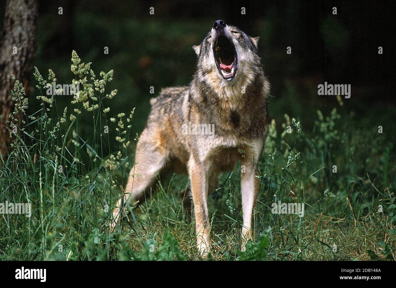 EUROPEAN WOLF canis lupus, ADULT HOWLING Stock Photo - Alamy