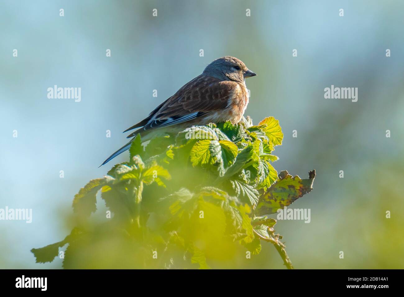 Female linnet bird hi-res stock photography and images - Alamy
