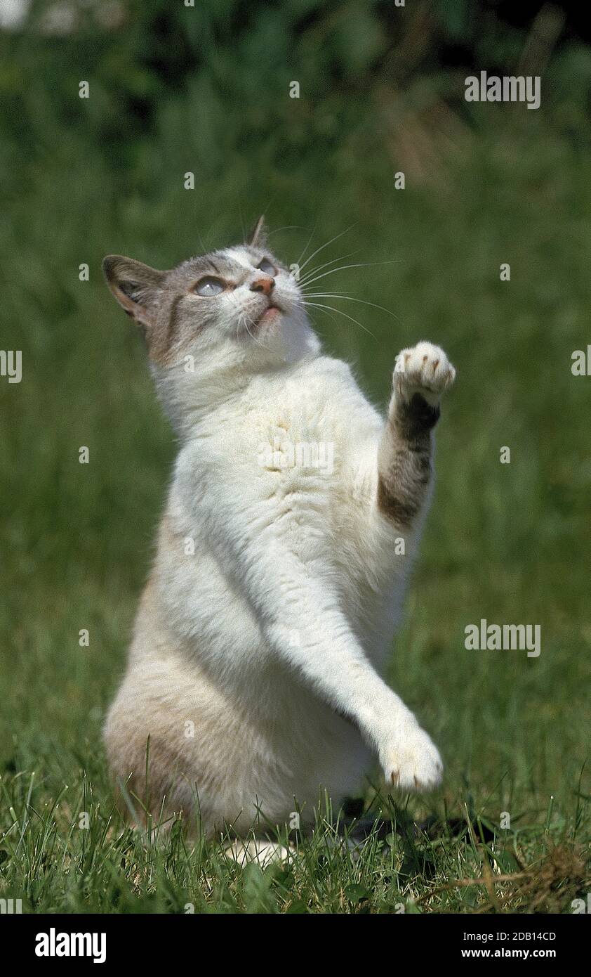 Cats paw raised hi-res stock photography and images - Alamy