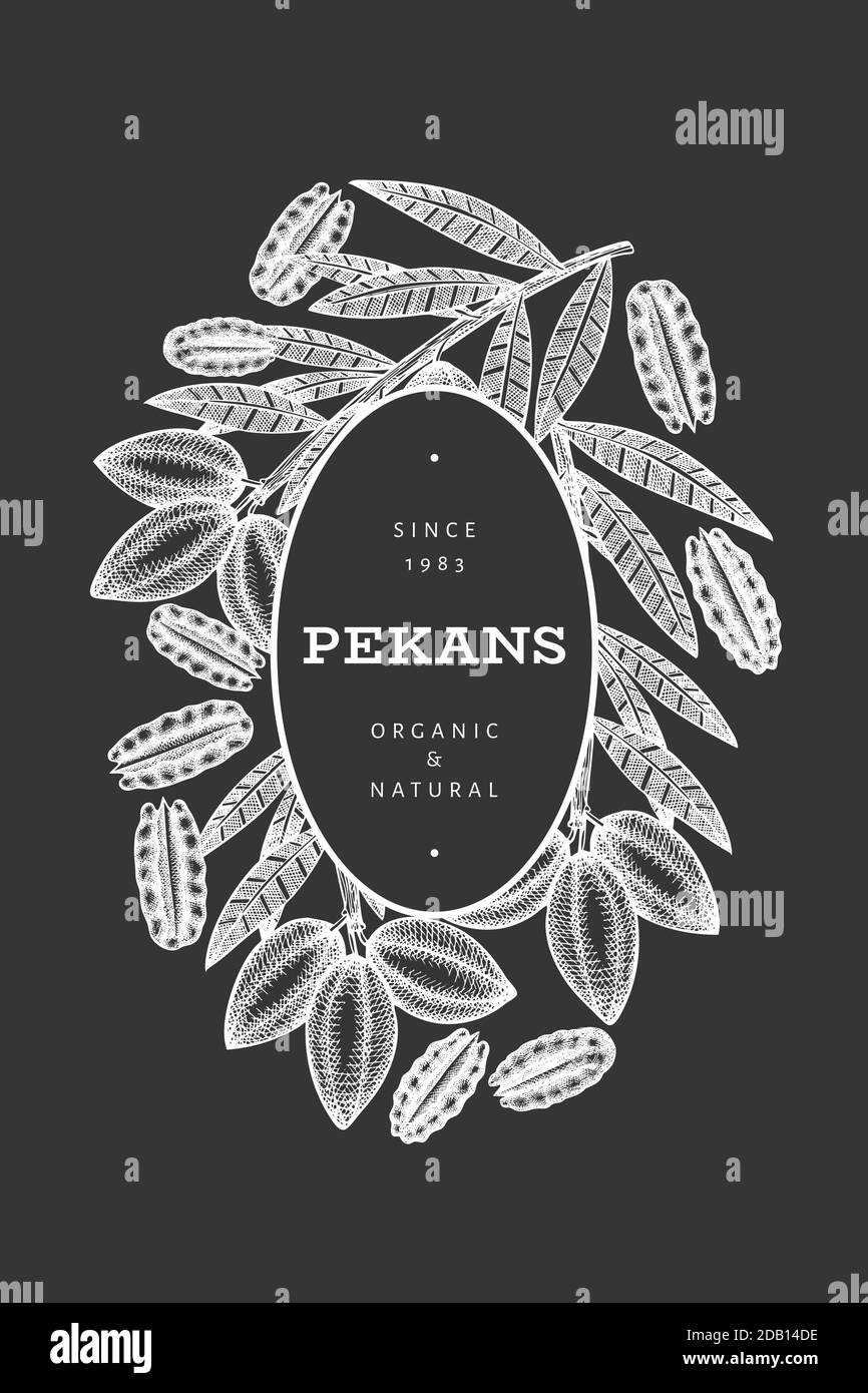 Hand drawn pecan branch and kernels design template. Organic food ...